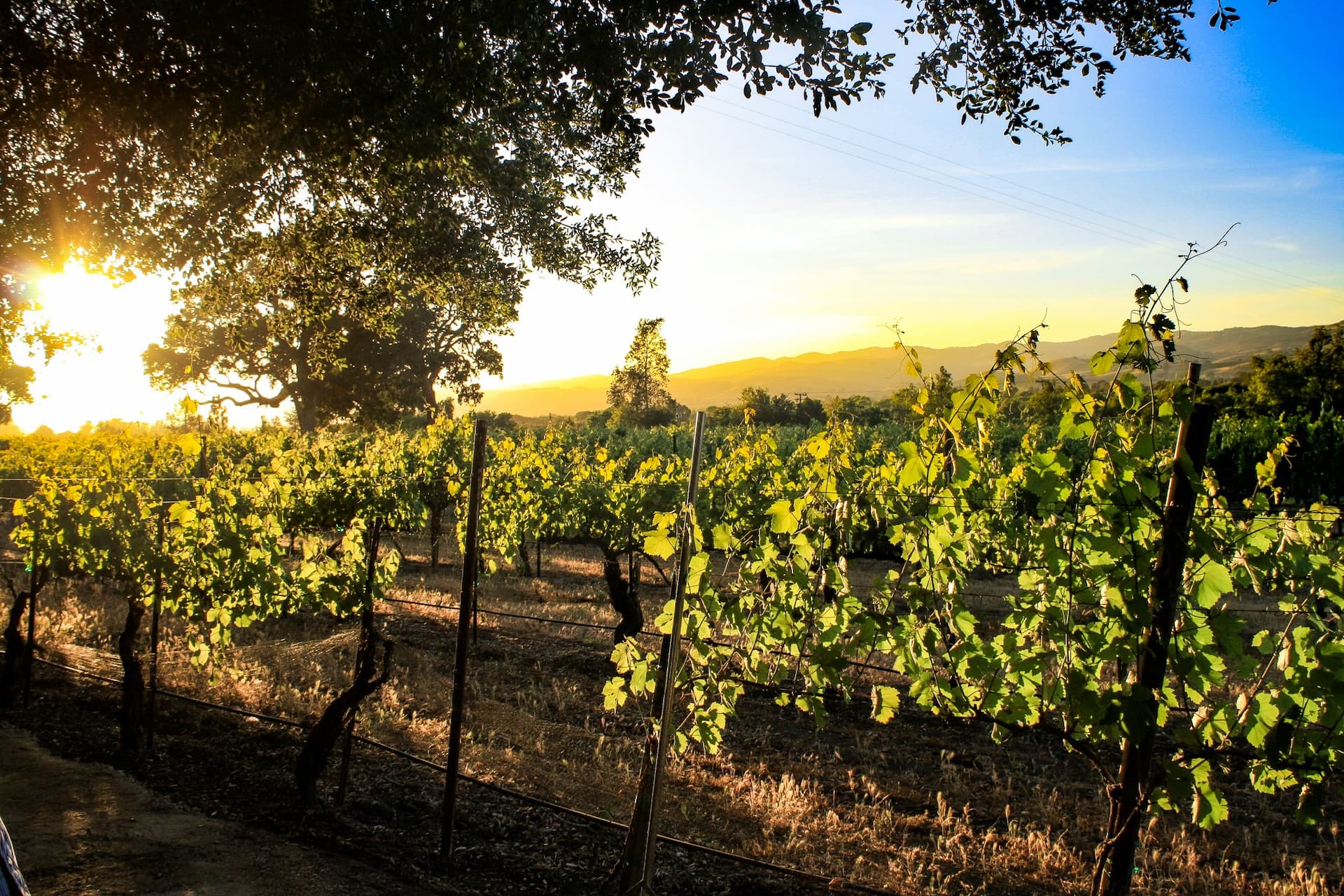 Vega Vineyard and Farm - Discover Buellton